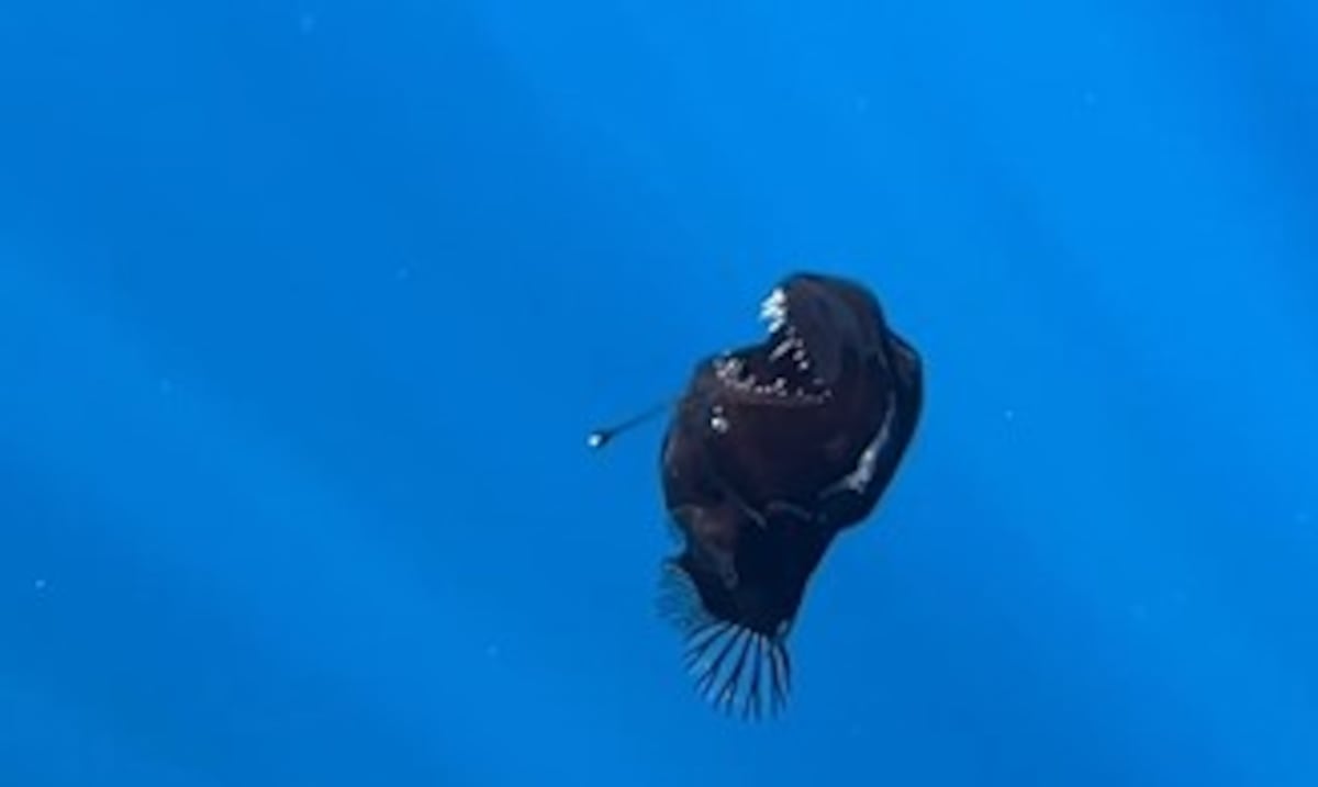Incroyable! Ils montrent la vraie taille du poisson du diable noir qui ...