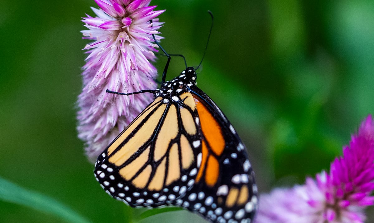 Les papillons monarques qui passent l'hiver dans l'ouest des États-Unis ...